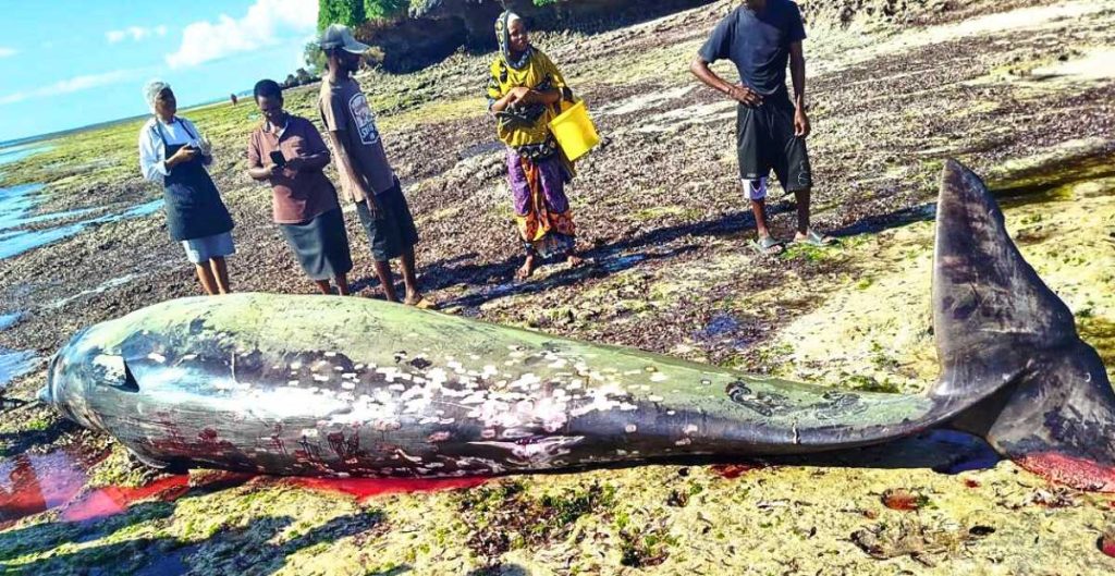 KWS Raises Alarm Over Plastic Pollution After Whale Death in Kwale ...
